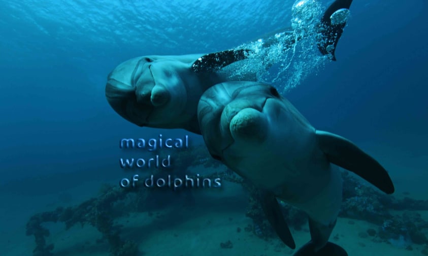 Dolphins | Magical world of Red Sea Israel by Ingo Vollmer.